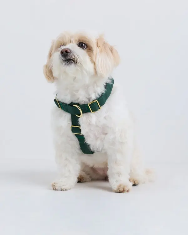 Quince Wrapped Nylon Dog Harness - Dark Green