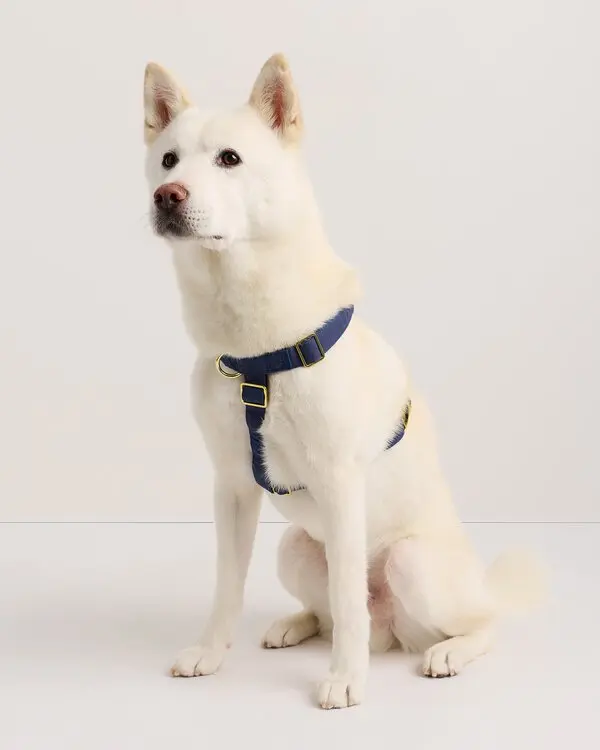 Quince Wrapped Nylon Dog Harness - Navy