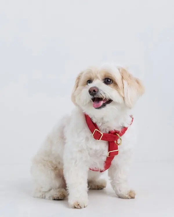 Quince Wrapped Nylon Dog Harness - Ruby