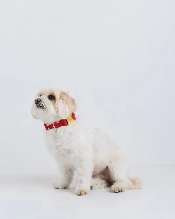 Quince Wrapped Nylon Dog Collar - Ruby