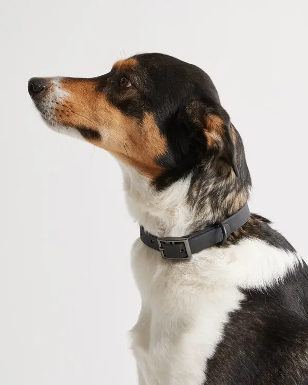 Quince Flex-poly Dog Collar - Black