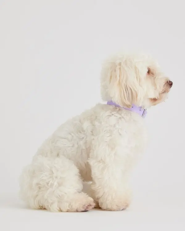Quince Flex-poly Dog Collar - Lavender