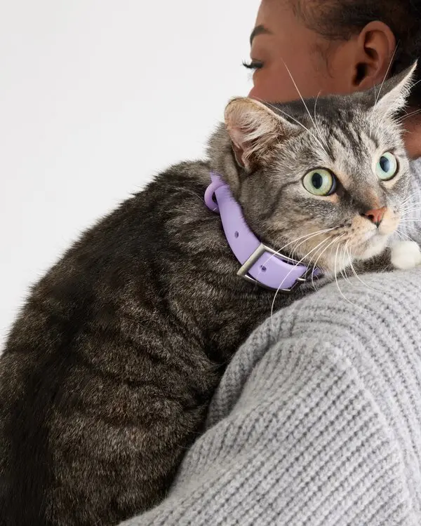 Quince Flex-poly Dog Collar - Lavender