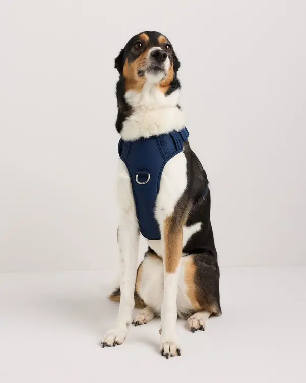 Quince Neoprene Double Panel Dog Harness - Navy