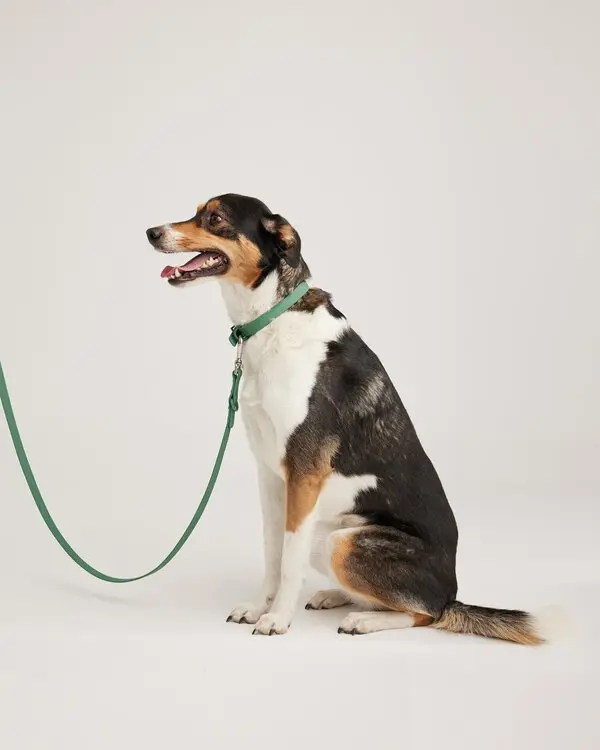 Quince Flex-poly Dog Leash - Everglade Green