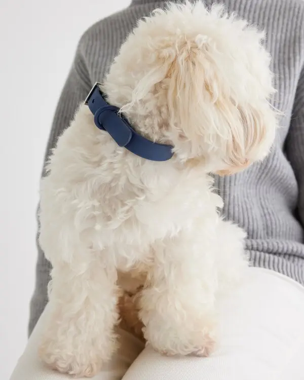 Quince Dog Collar Walk Kit - Navy