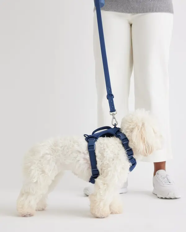 Quince Dog Harness Walk Kit - Navy