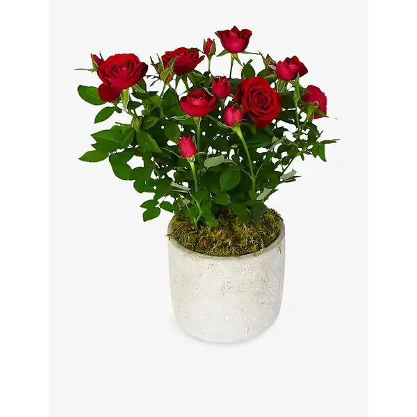 FLOWERS & PLANTS CO. Red Rose Plant In Concrete Pot 20cm