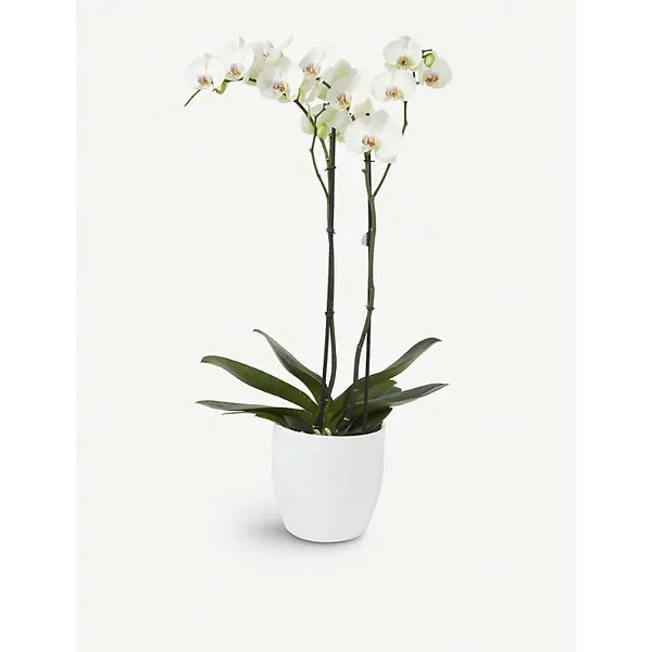 MOYSES STEVENS White Orchid 17cm