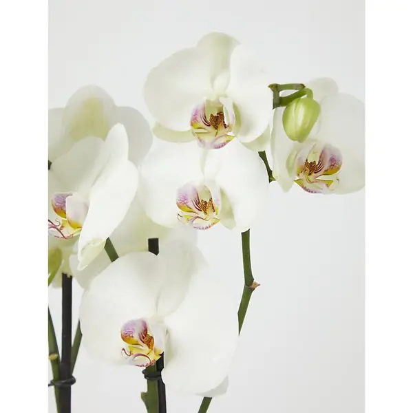MOYSES STEVENS White Orchid 17cm