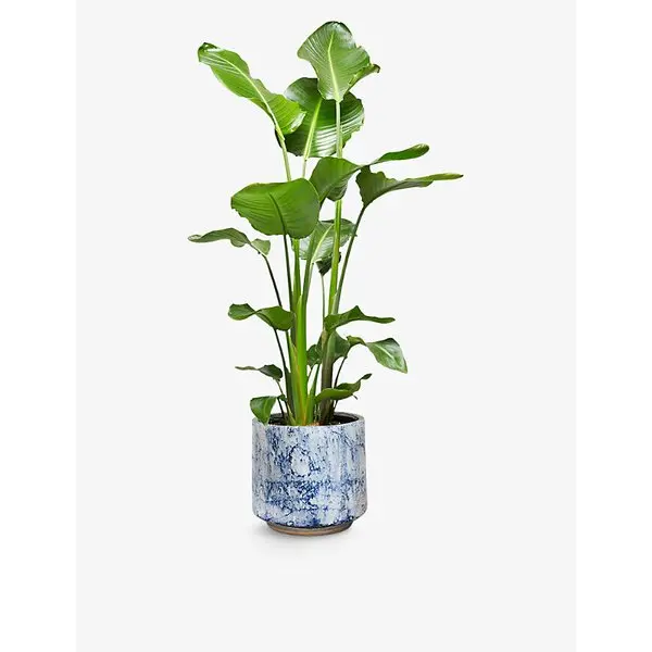 PATCH PLANTS Nicolau The Strelitzia Nicolai Plant In Pot 110-120cm - One-color
