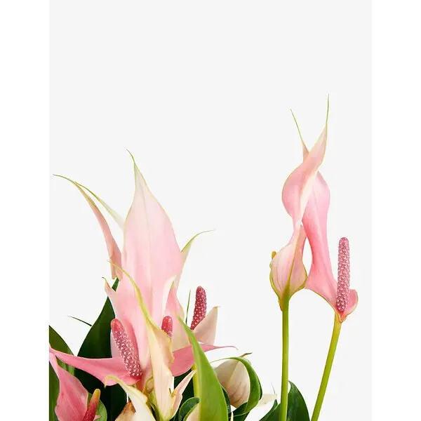 PATCH PLANTS Rachel Anthurium Lilli Plant And Glass Plant Pot