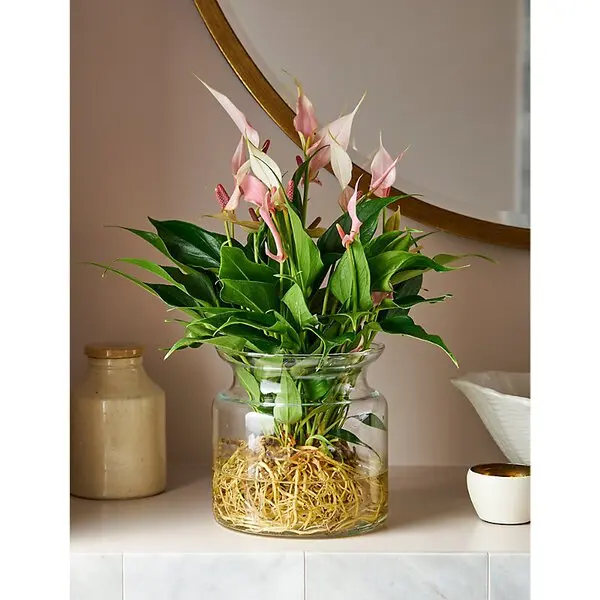 PATCH PLANTS Rachel Anthurium Lilli Plant And Glass Plant Pot