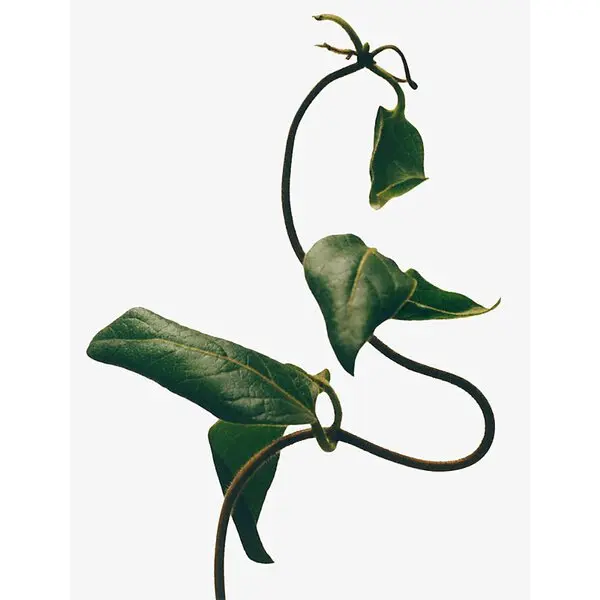 Loewe Honeysuckle Scented Home Fragrance 150ml