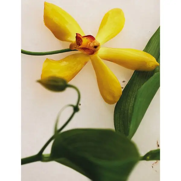 Chloé Atelier Des Fleurs Vanilla Planifolia Eau De Parfum