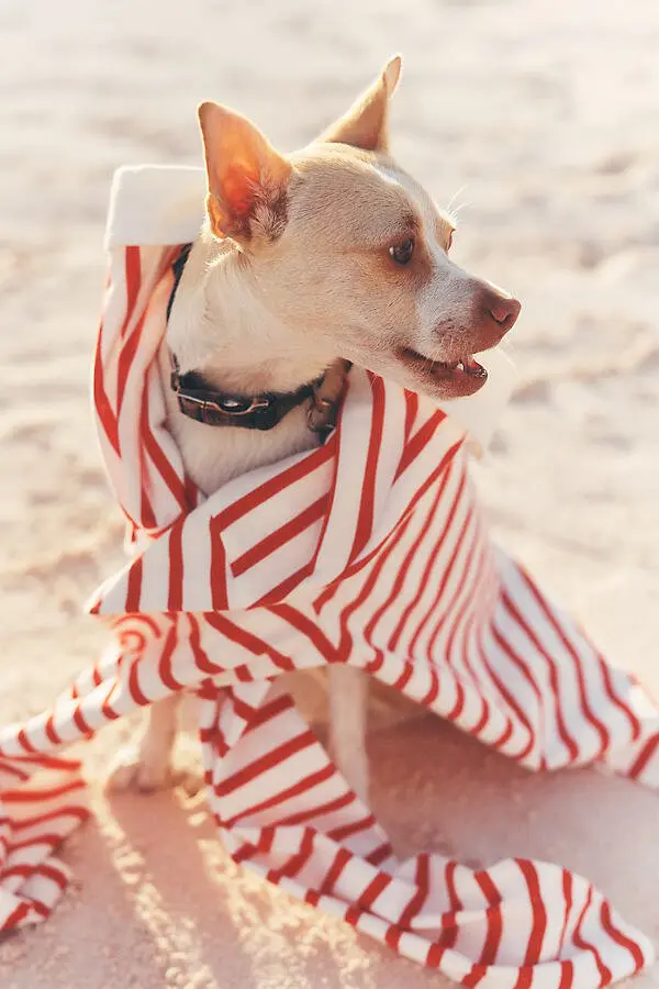 SUNDAY IN BROOKLYN Long-sleeve Polo Top - Fiesta & White Stripe