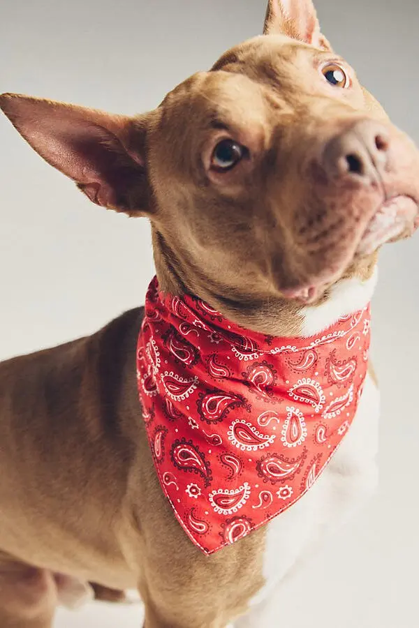 FURB Summer Pet Bandana - Classic