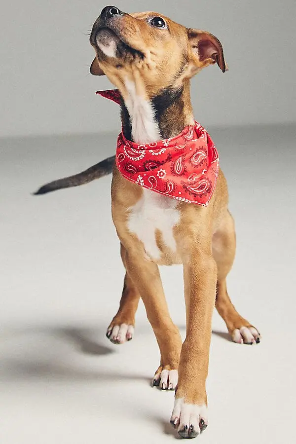 FURB Summer Pet Bandana - Classic
