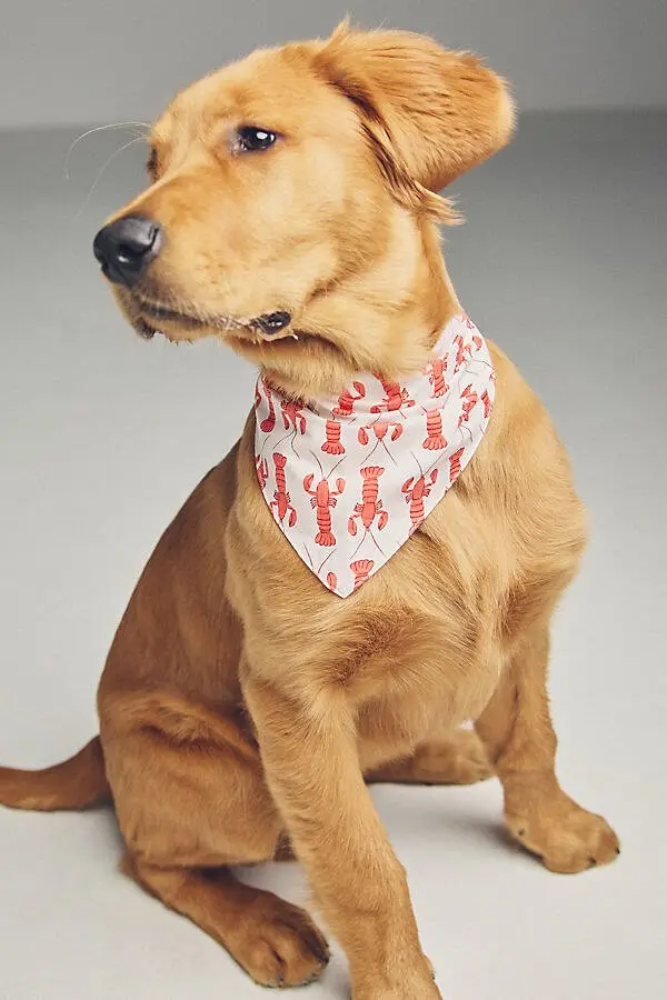 FURB Summer Pet Bandana - Lobster
