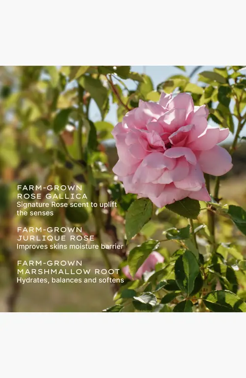 JURLIQUE Rare Rose Face Serum