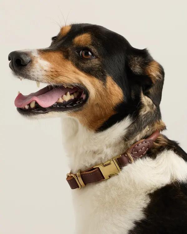 Quince Rolled Italian Leather Dog Collar