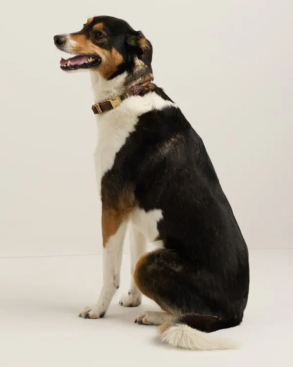 Quince Rolled Italian Leather Dog Collar