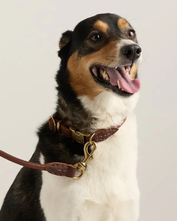 Quince Rolled Italian Leather Dog Leash