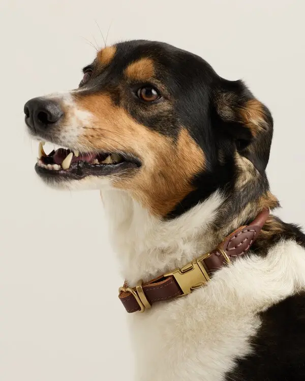 Quince Italian Leather Dog Walk Kit
