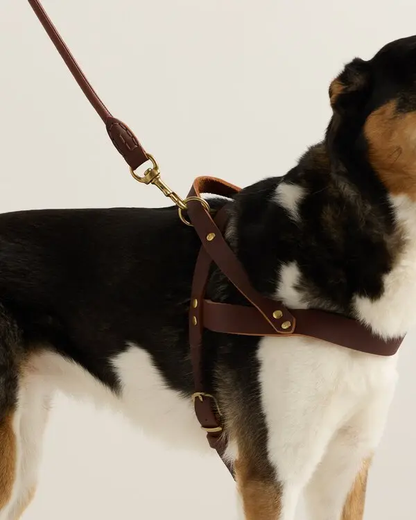 Quince Italian Leather Dog Harness Walk Kit