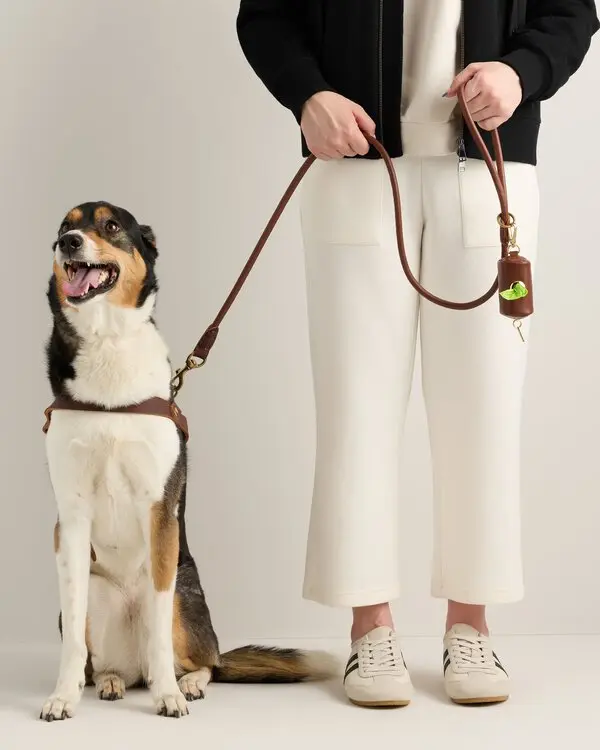 Quince Italian Leather Dog Harness Walk Kit