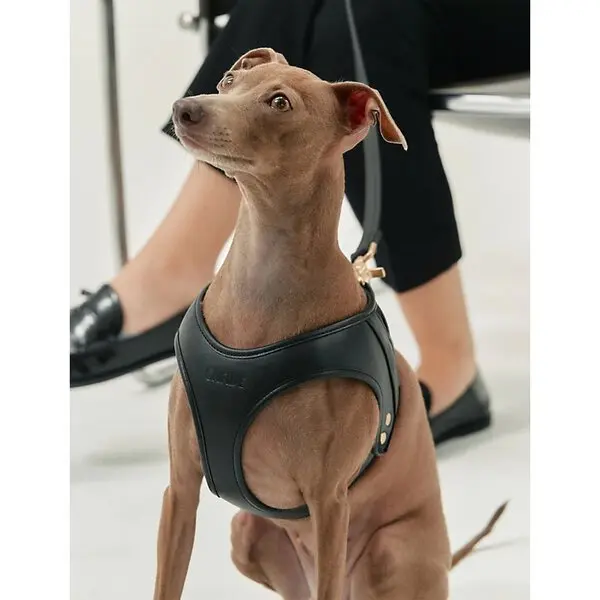 CAFIDE Vegan-leather Dog Harness - Black