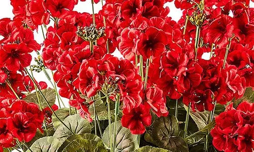 MACKENZIE-CHILDS Geranium Urn Filler