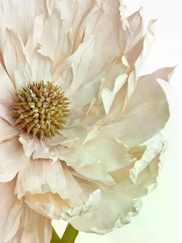 L'OCA NERA Metal Base Decorative Dahlia Flower