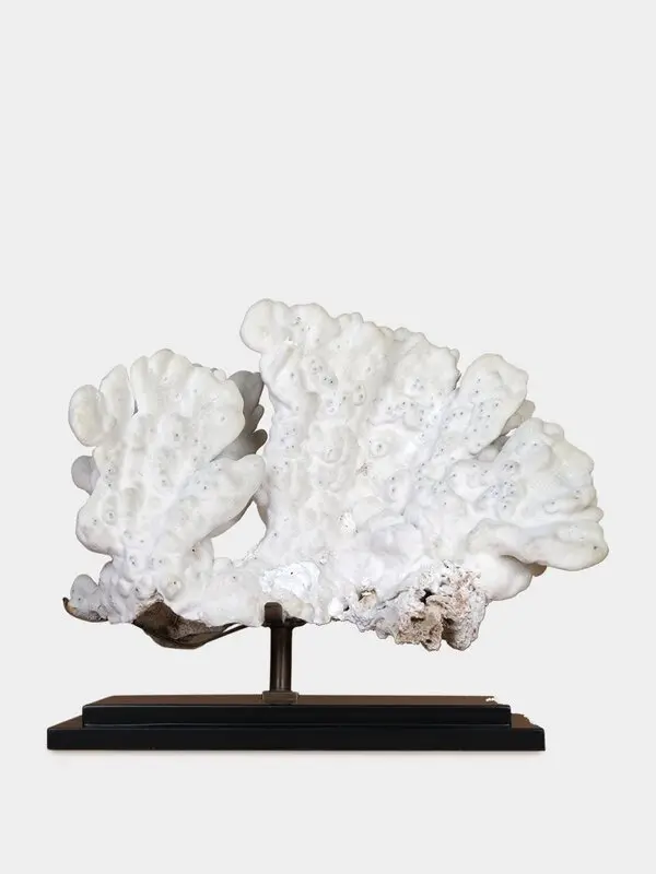 ONE OF A KIND Millepora Exaesa Fire Coral On Stand
