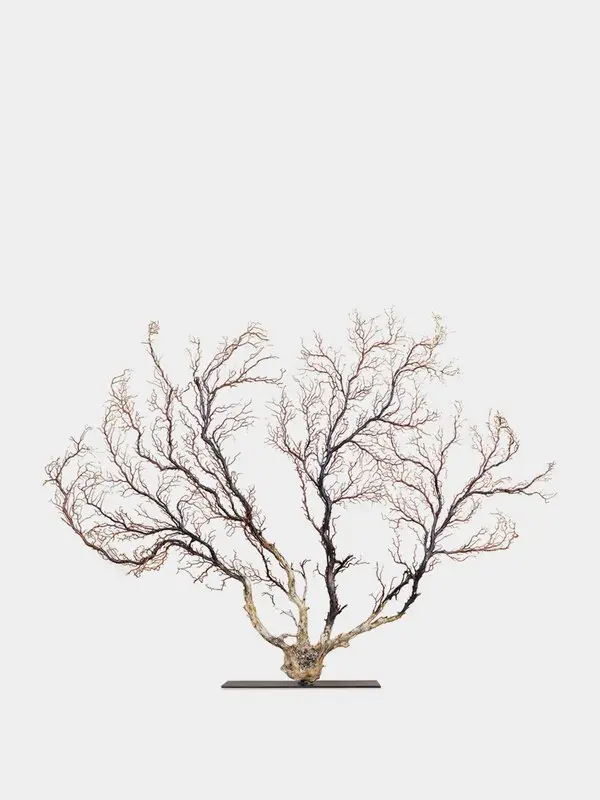 ONE OF A KIND Gorgonian Sea Fan On Brass Stand - Black