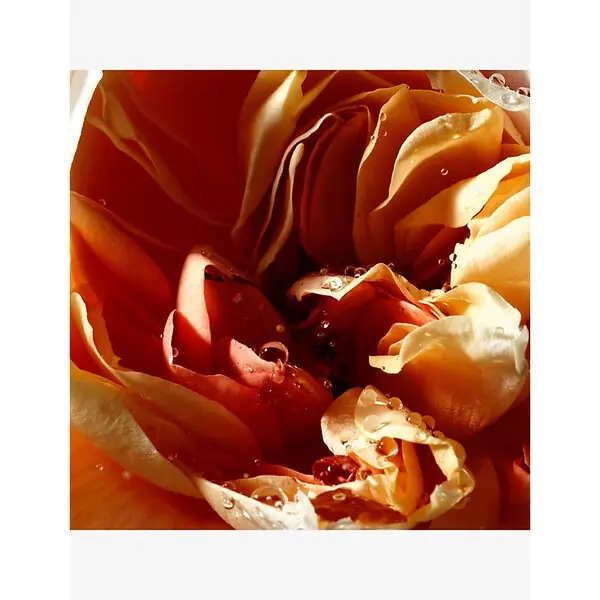 Dries Van Noten Pepper & Rose Body Lotion Refill