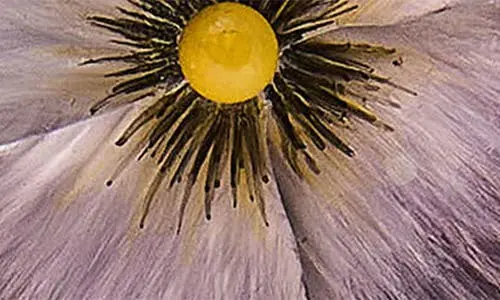 MACKENZIE-CHILDS Teacup Pansy