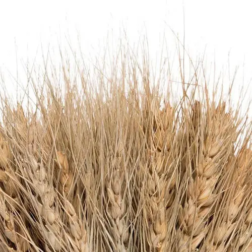 GALLERIE II Harvest Wheat Bundle Figurine