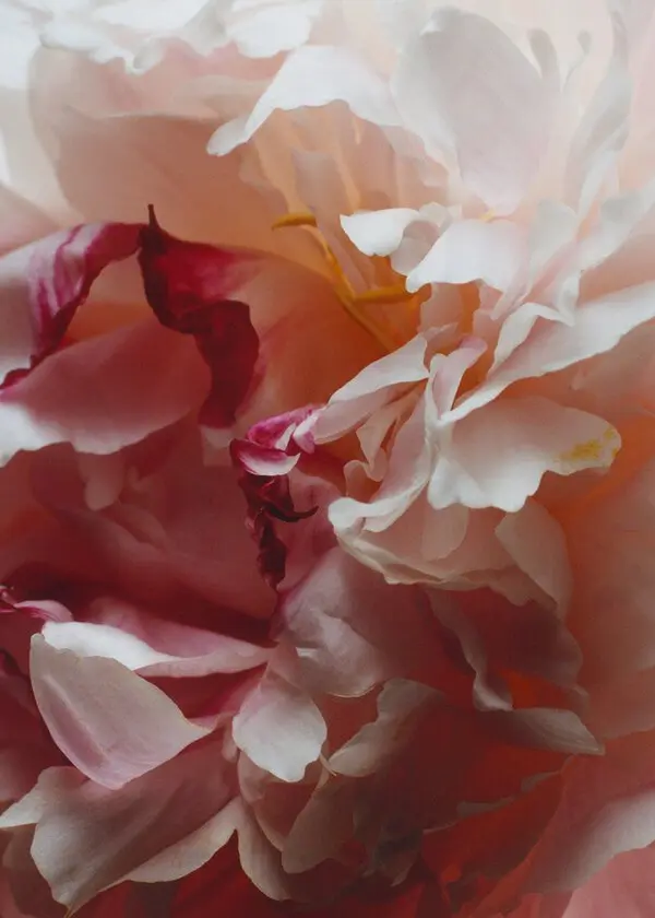 Jo Malone Peony & Blush Suede Body Creme