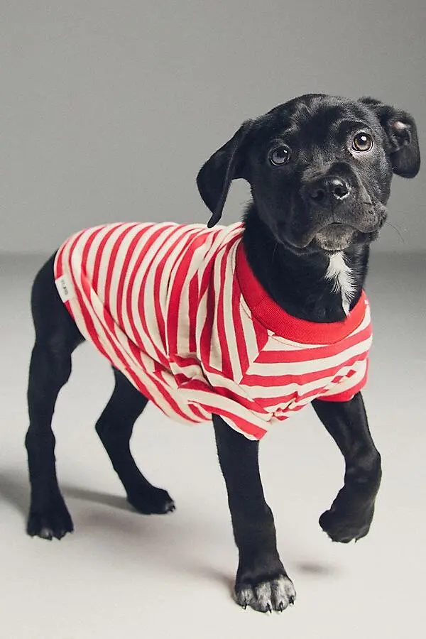 Anthropologie Striped Pet T-shirt - Red Stripe