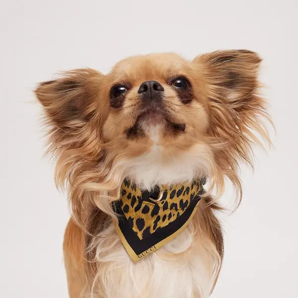 Gucci Extra-small Reversible Pet Bandana