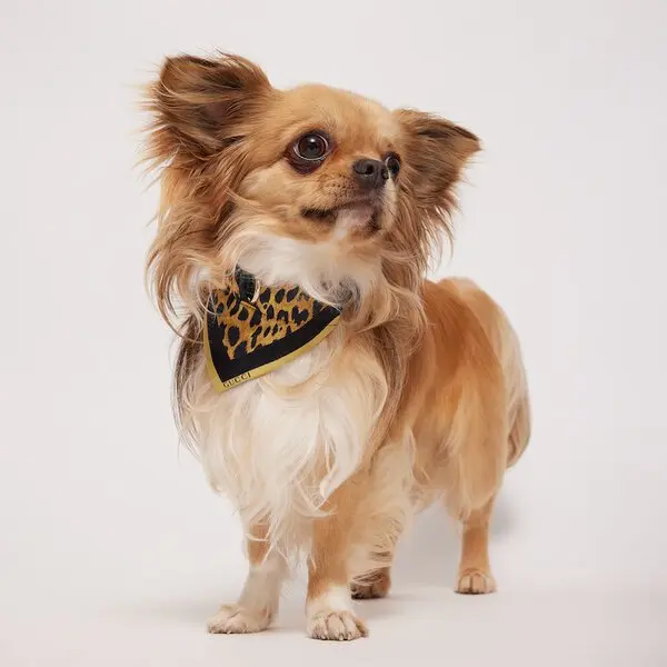 Gucci Extra-small Reversible Pet Bandana