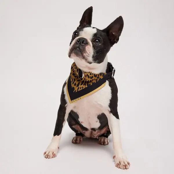Gucci Small/medium Reversible Pet Bandana