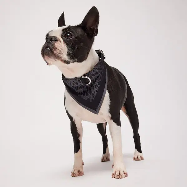 Gucci Small/medium Reversible Pet Bandana