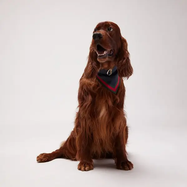 Gucci Large/extra-large Pet Bandana