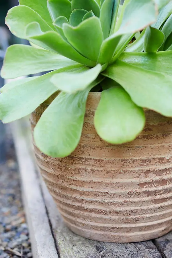 TERRAIN Antiqued Ceramic Jar Planter