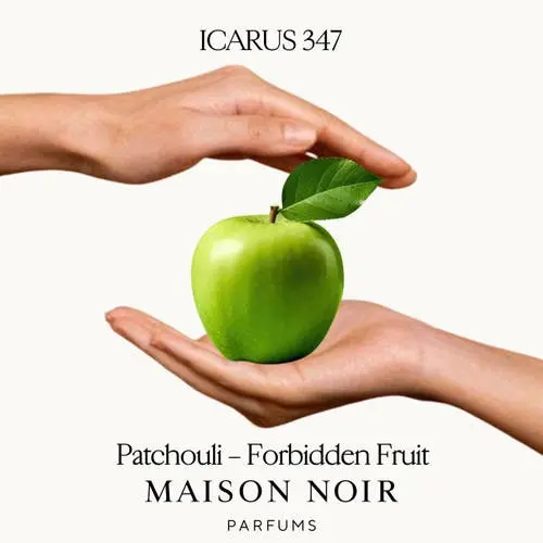 MAISON NOIR Icarus 347