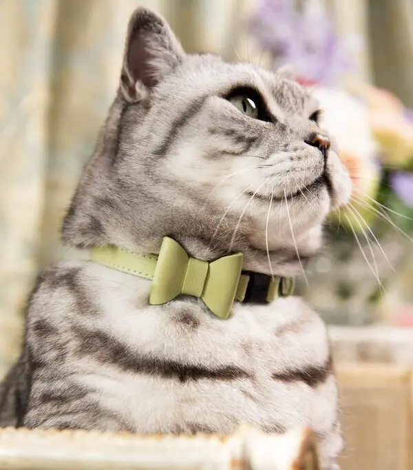 CHESHIRE & WAIN Rococo Cat Collar With Bow Detail