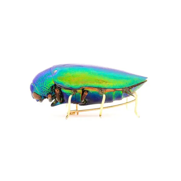 OANA SAVU Sculptural Beetle Brooch - Green
