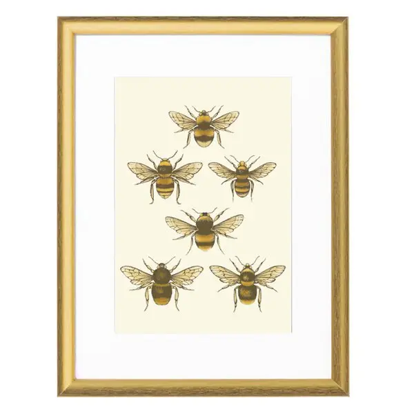 EMILY CARTER British Bees Fine Art Print A3 Colour - Gold